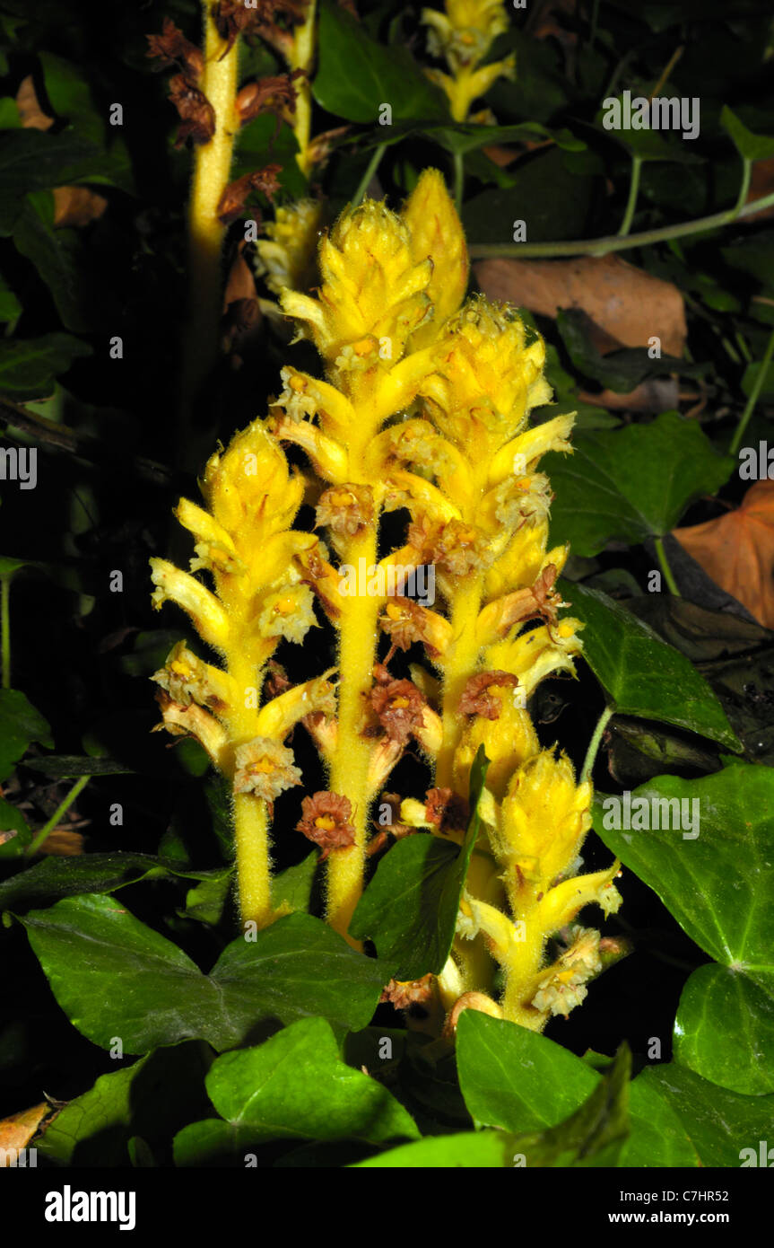 Greek bloom hi-res stock photography and images - Alamy