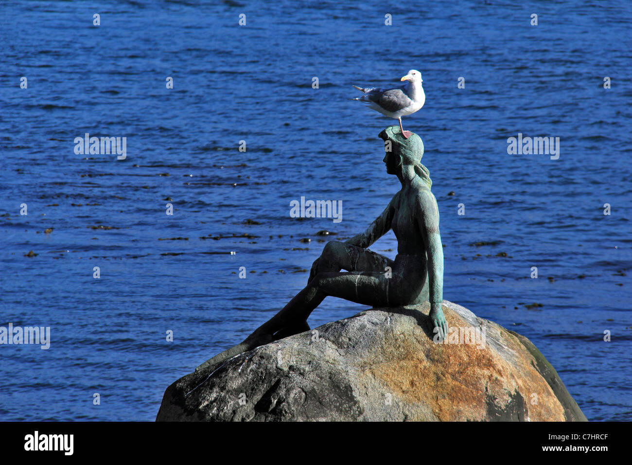 Girl in a Wet Suit and Seagull Stock Photo - Alamy