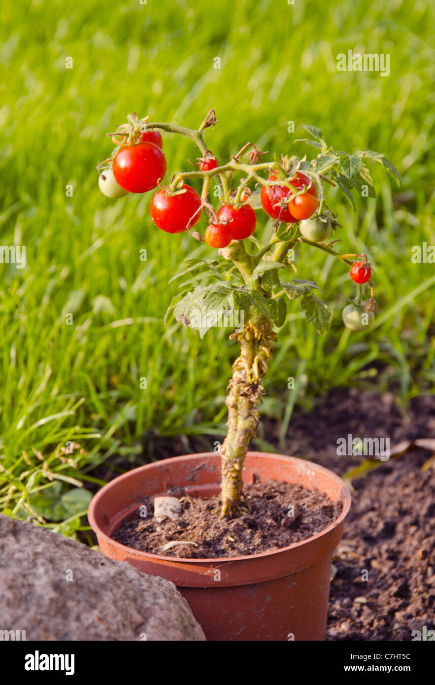 Ripe tomatoes growing in a small pot. Simple home agriculture Stock ...