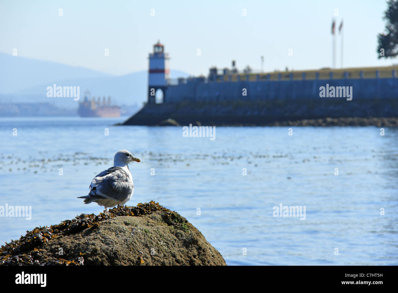 Seagull and Lighthouse Stock Photo - Alamy