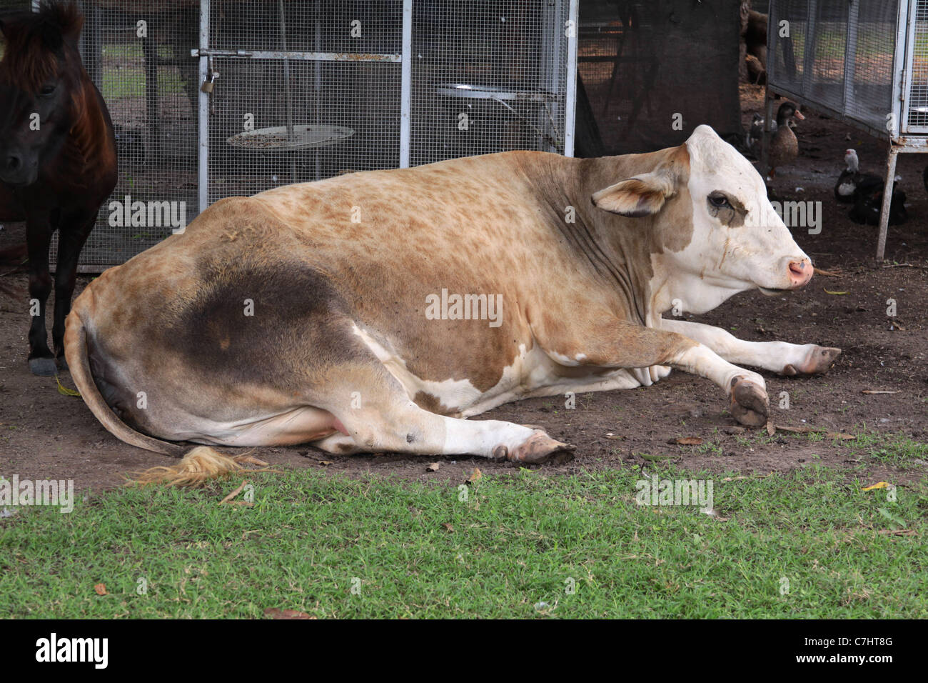 Cow resting at a farm Stock Photo - Alamy
