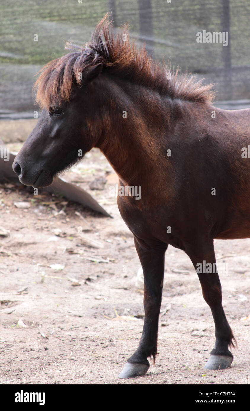 Dark Brown Pony High Resolution Stock Photography and Images - Alamy