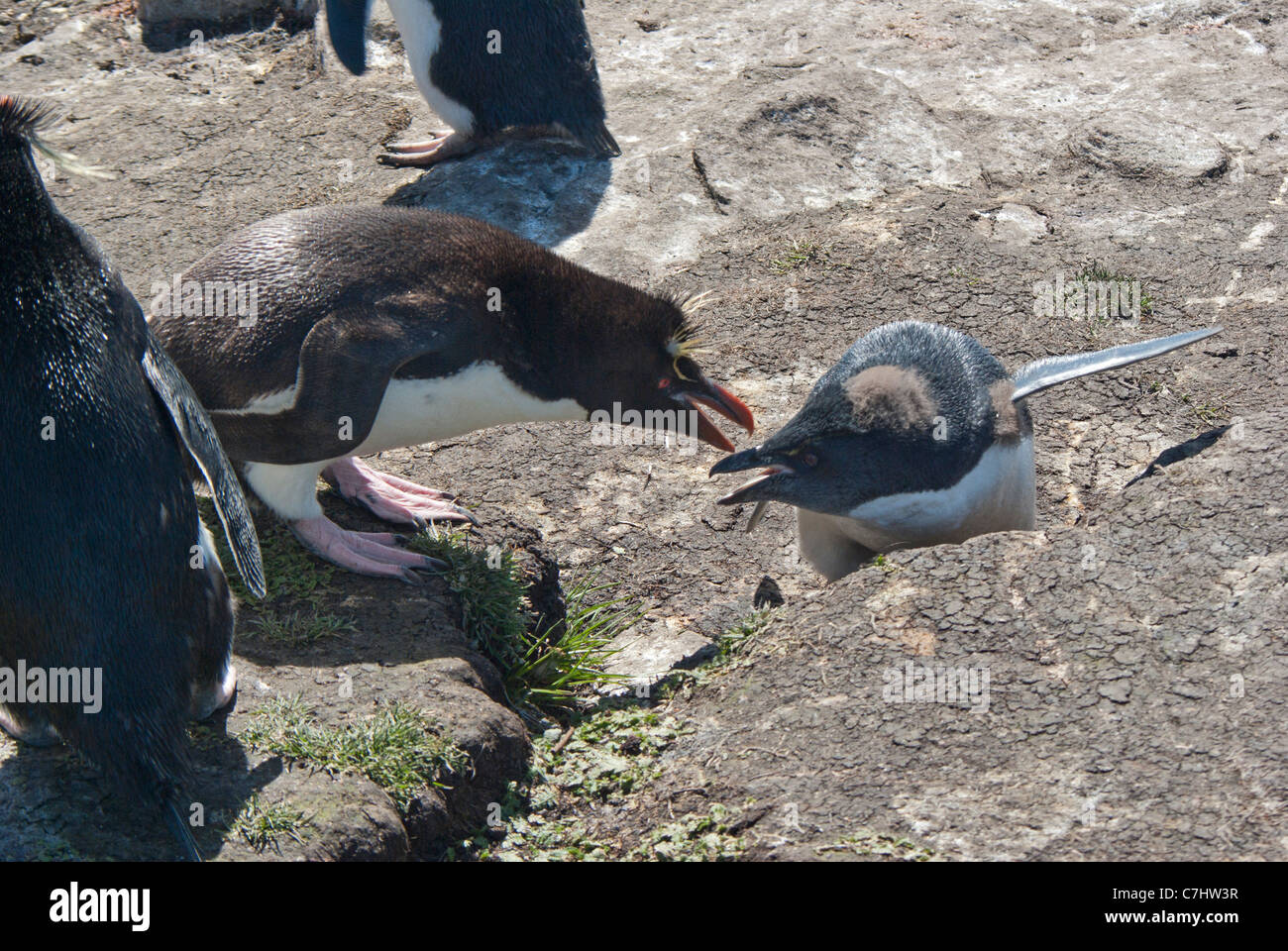 Penguin baby and mother penguin hi-res stock photography and images - Alamy