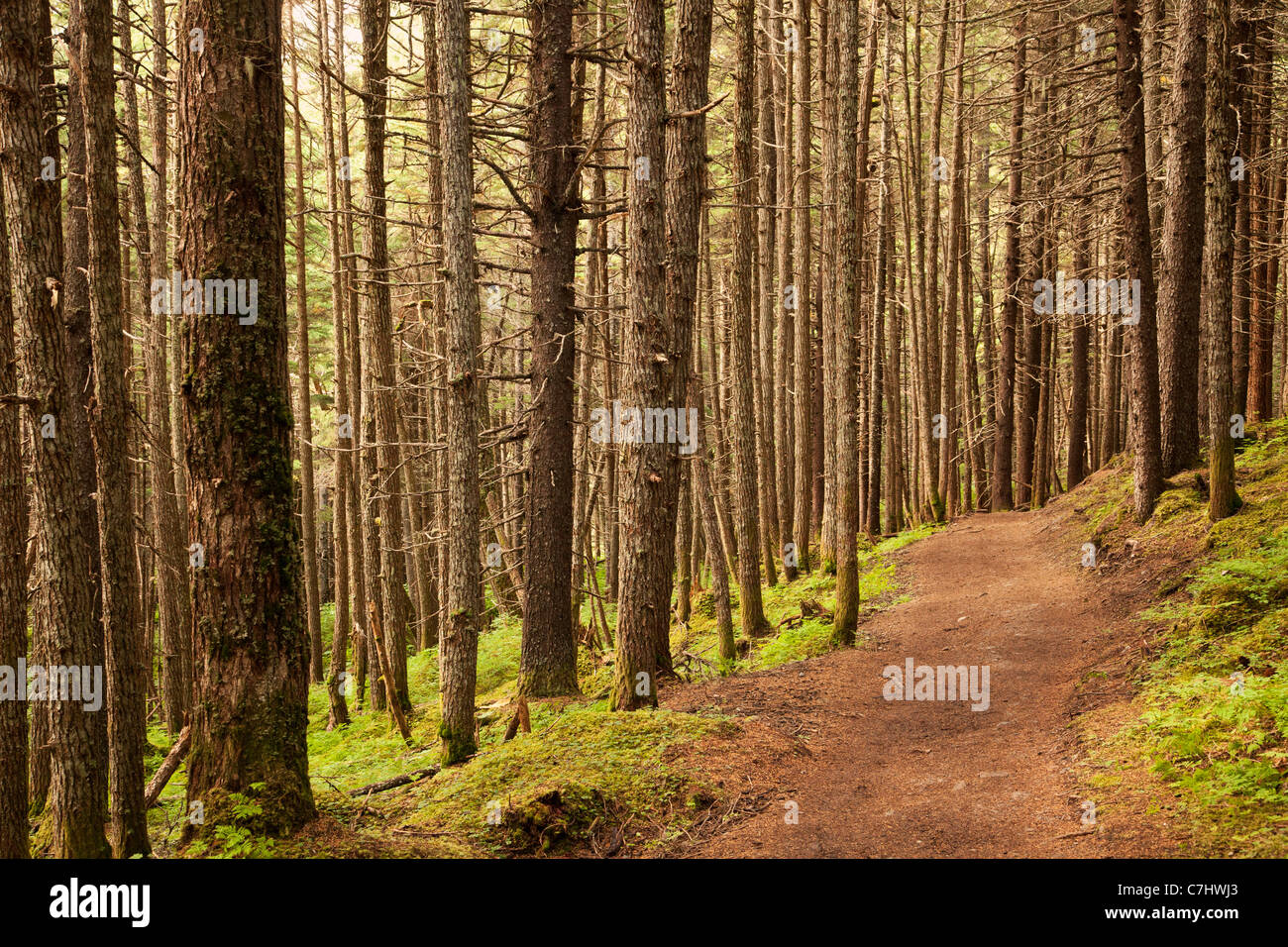 Winner Creek Trail, Chugach National Forest, Alaska Stock Photo - Alamy