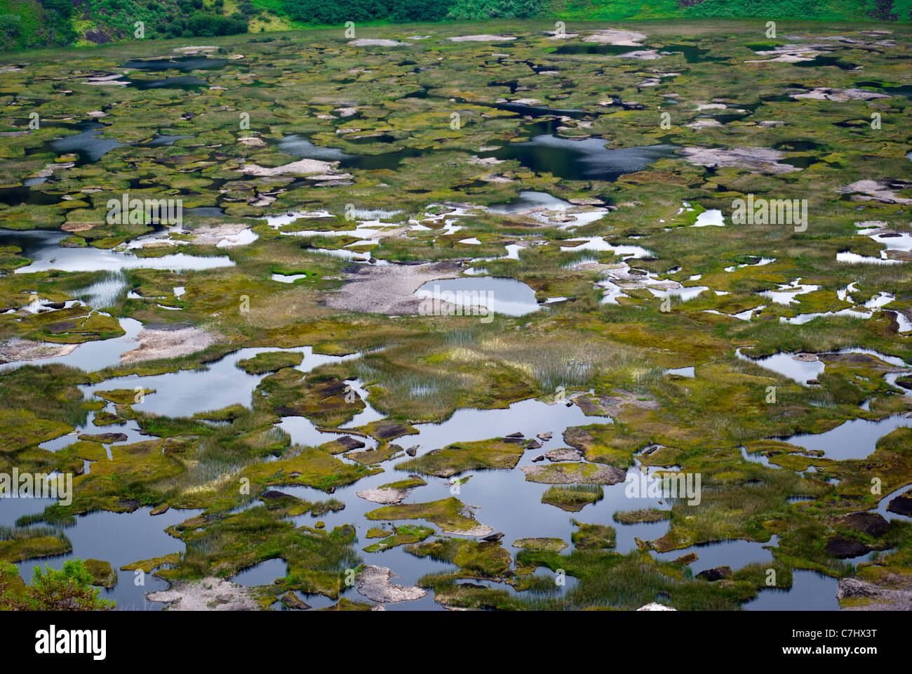 Bog of floating totora reeds hi-res stock photography and images - Alamy