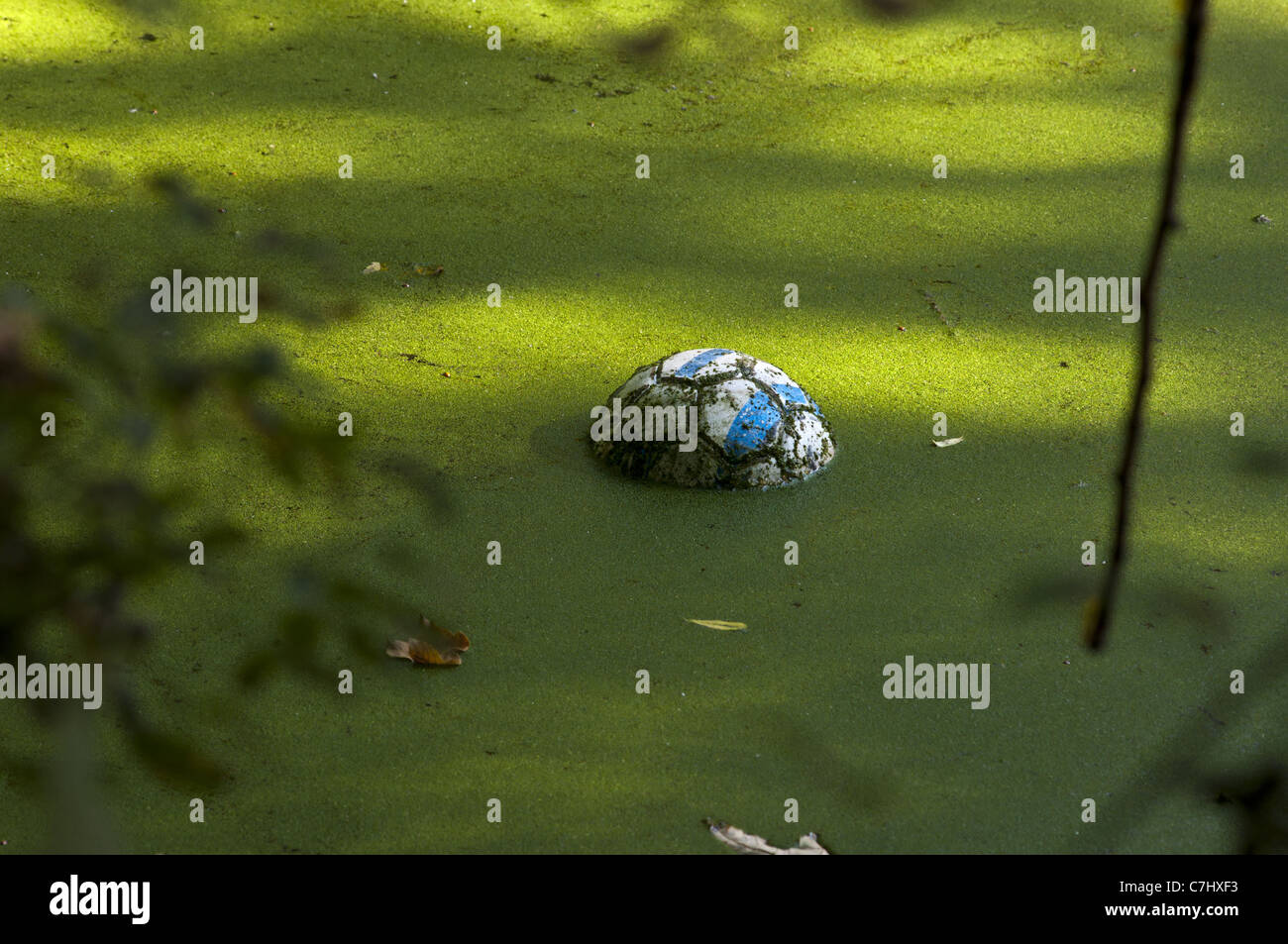 Football floating in Pond covered in common duckweed lemna minor Stock ...