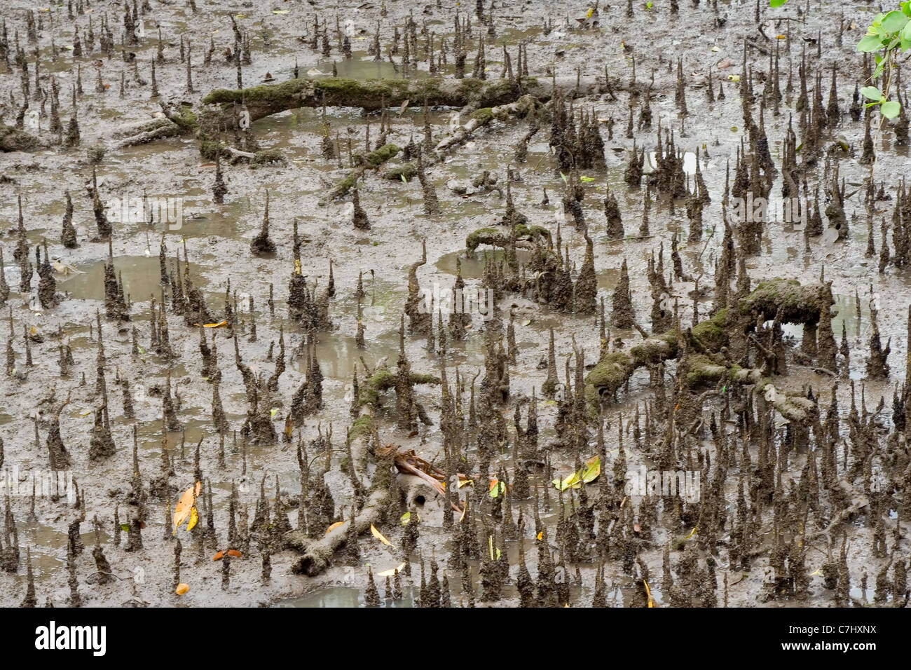 Mangrove swamp nature hi-res stock photography and images - Alamy