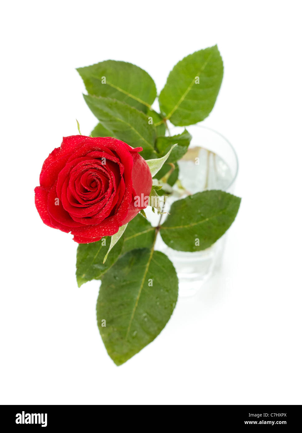 single dark red rose in glass, top view, isolated on white Stock Photo ...