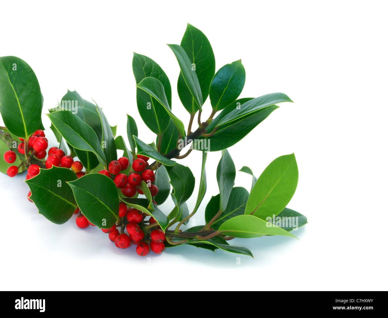 Sprig of holly hi-res stock photography and images - Alamy