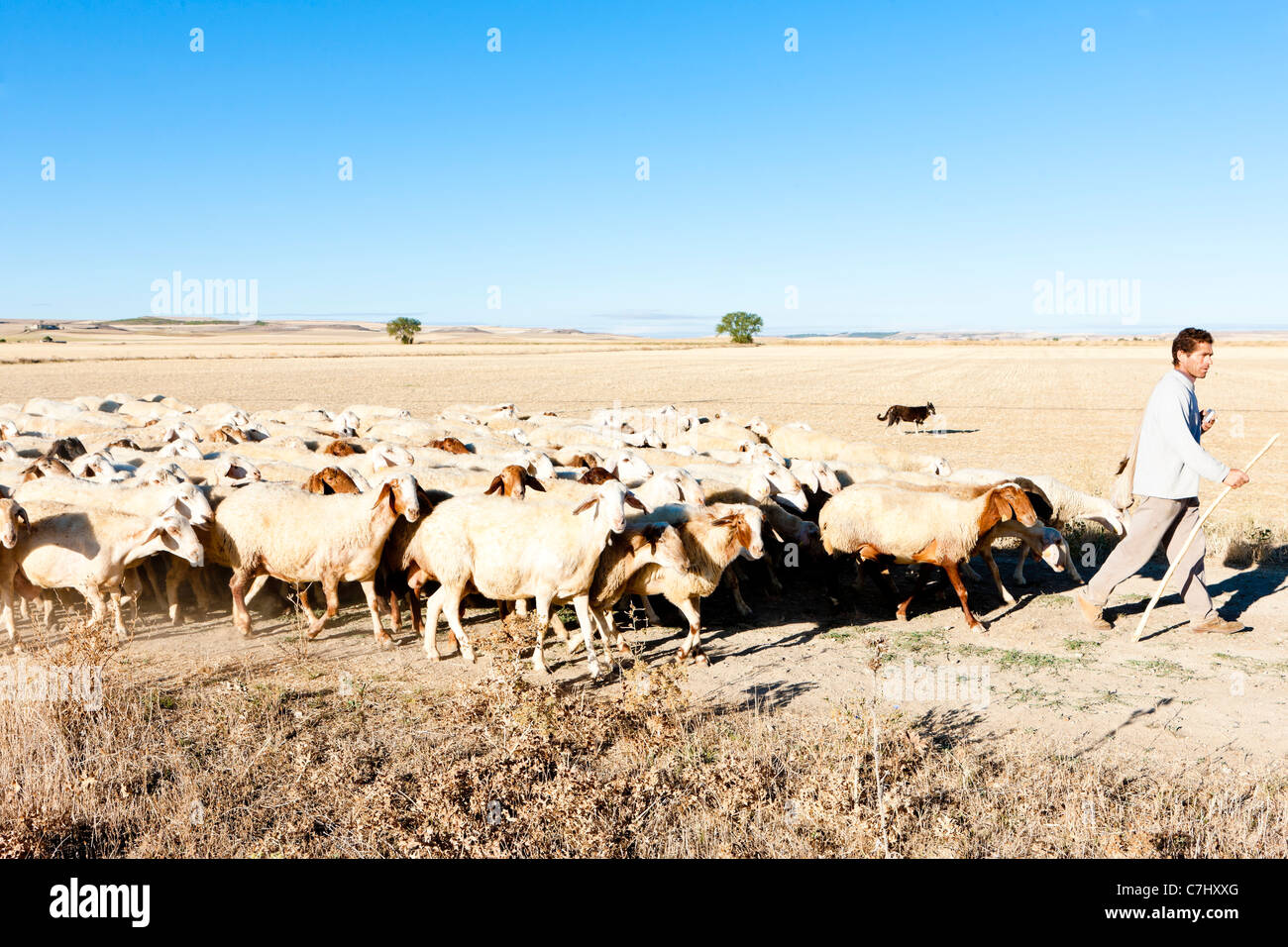sheep herd with herdsman, Castile and Leon, Spain Stock Photo - Alamy