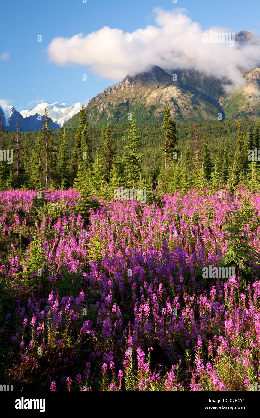Fireweed near Matanuska Glacier, Alaska Stock Photo - Alamy