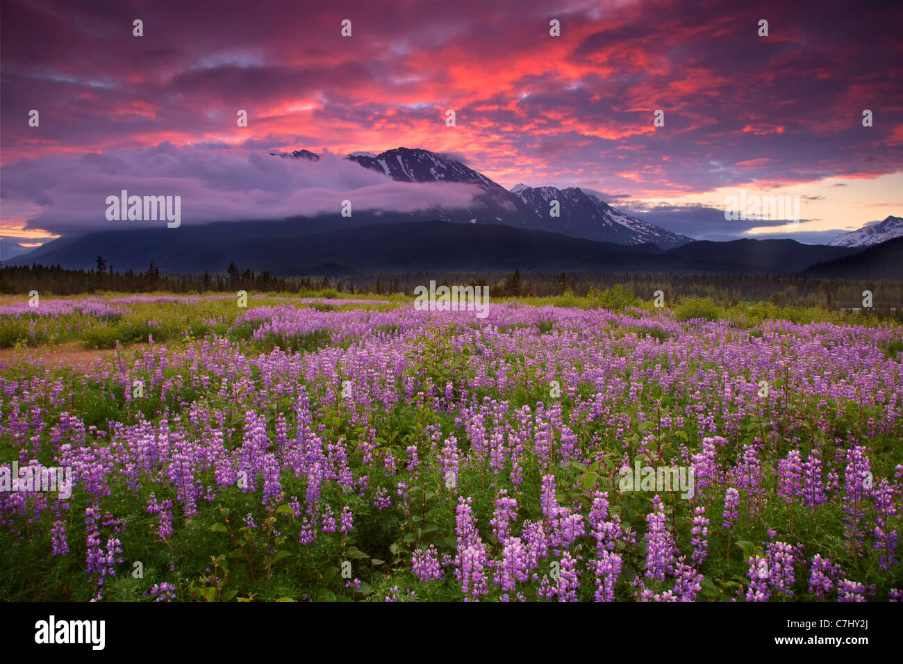 Alaska flowers hi-res stock photography and images - Alamy