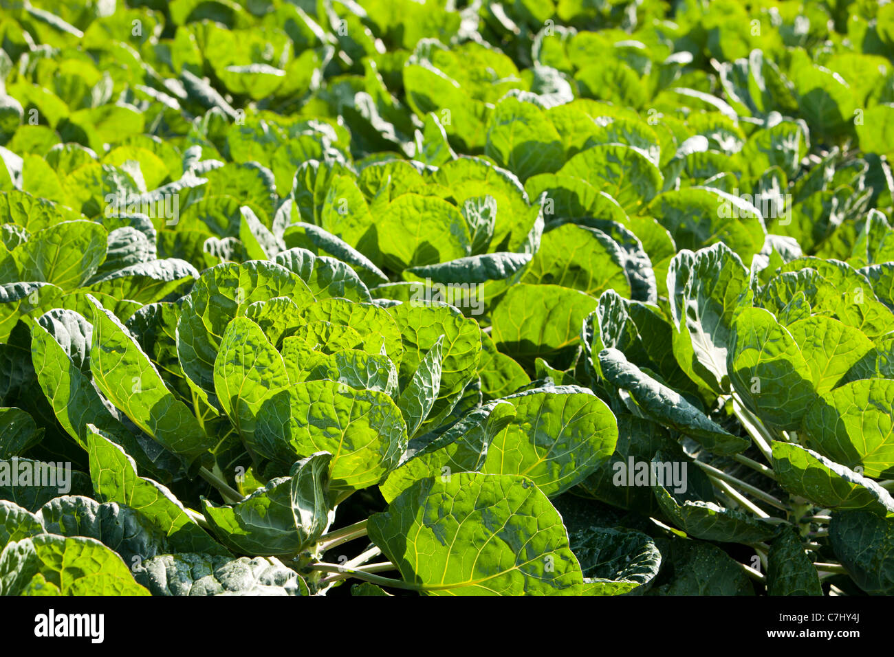 Cabbage growing on a farm on the Lancashire mosslands near Banks on the ...