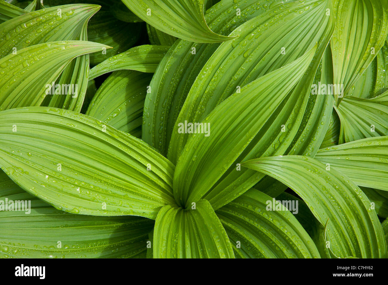 Green false hellebore hi-res stock photography and images - Alamy