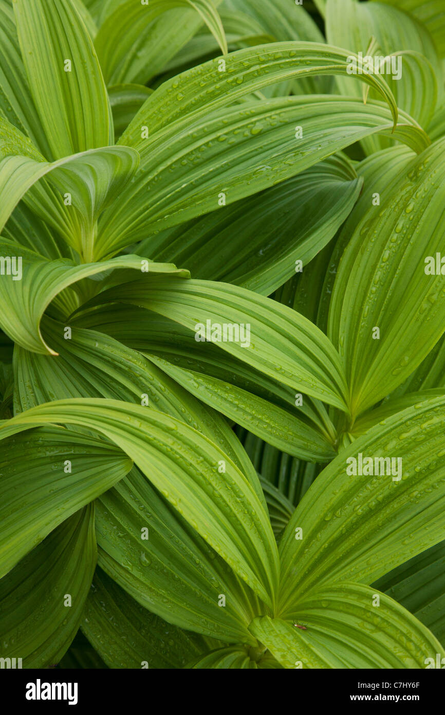 Indian hellebore hi-res stock photography and images - Alamy