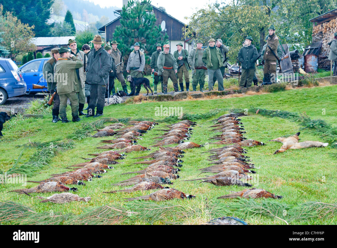 Fox animal pheasant hi-res stock photography and images - Alamy
