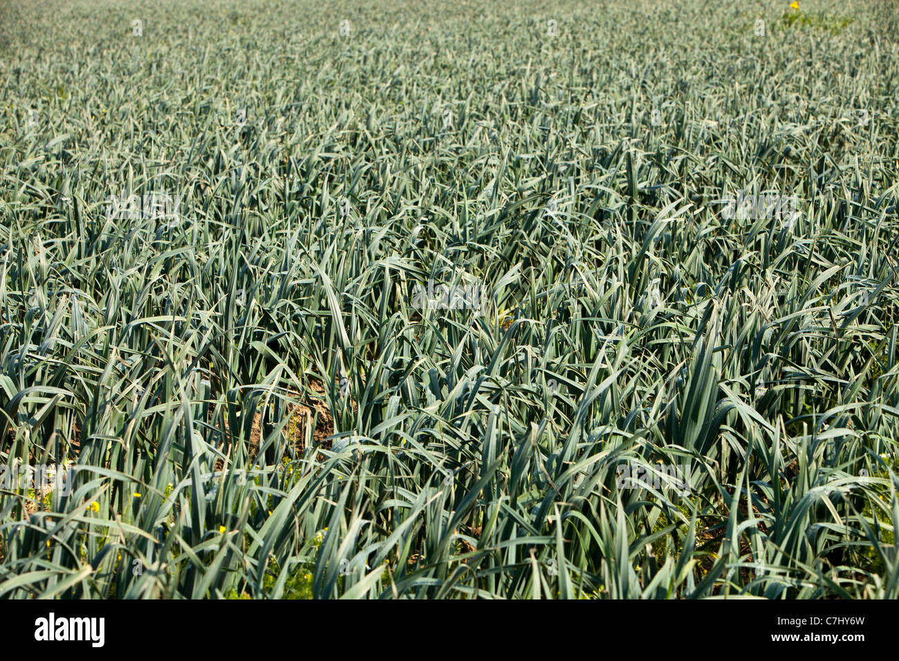 Leeks growing on a farm on the Lancashire mosslands near Banks on the ...