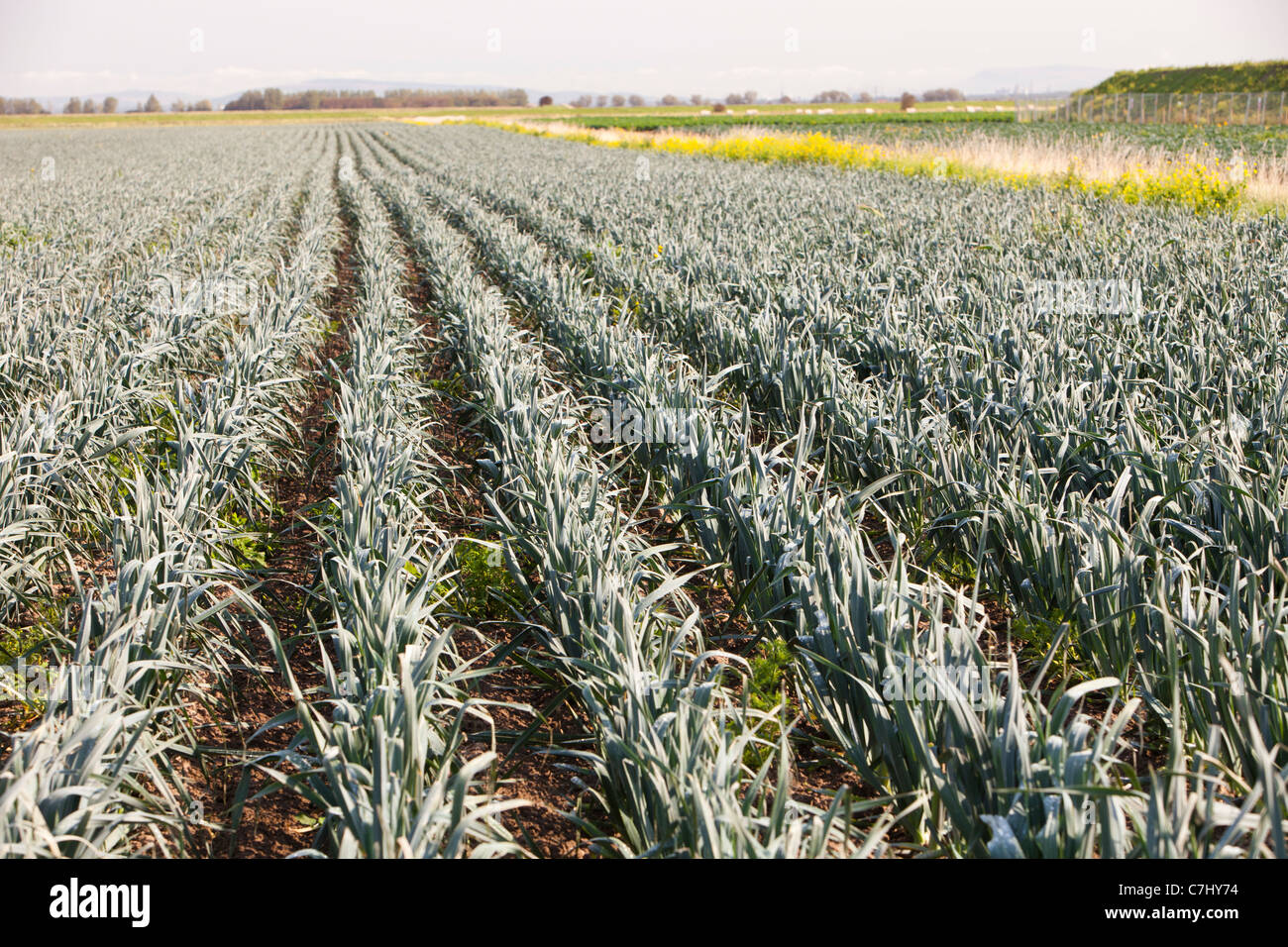 Leeks growing on a farm on the Lancashire mosslands near Banks on the ...