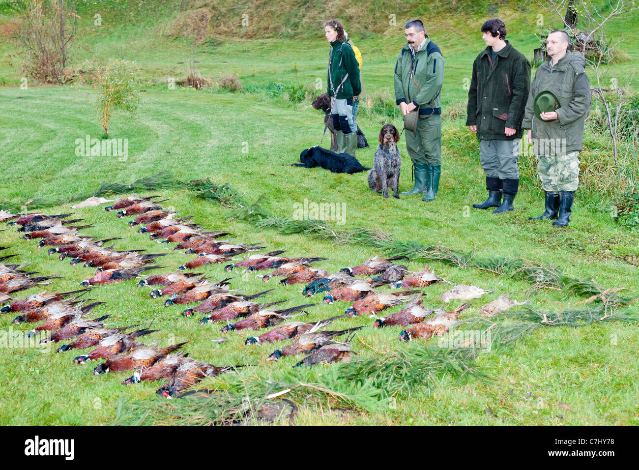 Caught pheasant hi-res stock photography and images - Alamy