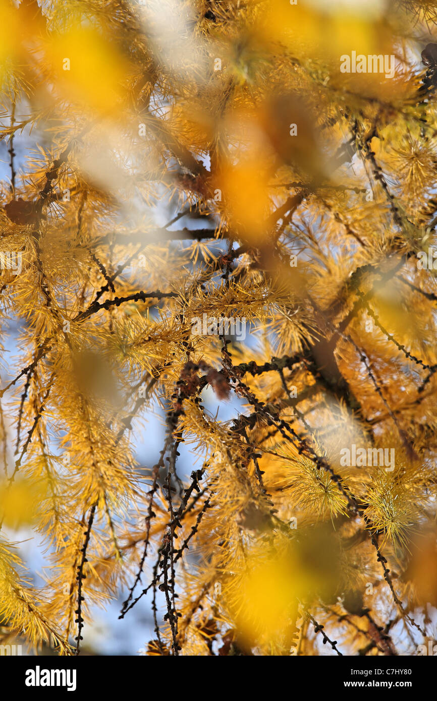Autumn colors of fir-tree needles in close view with partly blurred ...