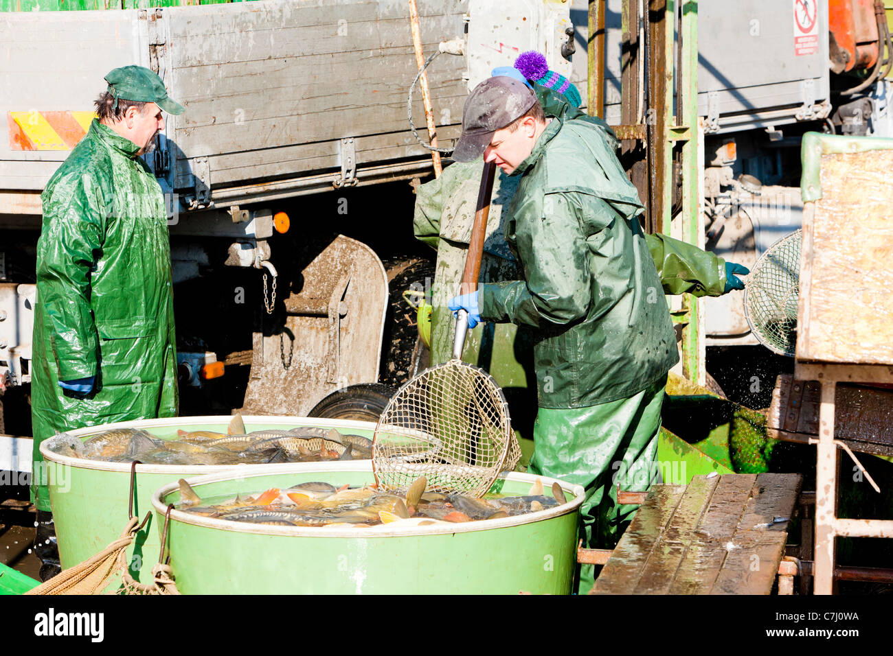 Man harvesting fish hi-res stock photography and images - Alamy