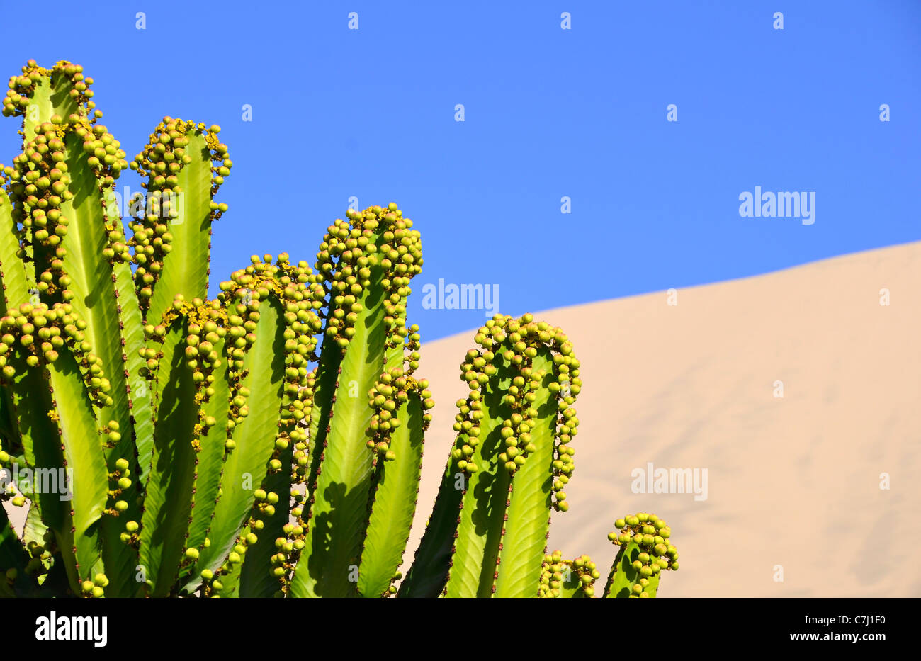 Green Peruvian Apple Cactus against dessert background Stock Photo - Alamy