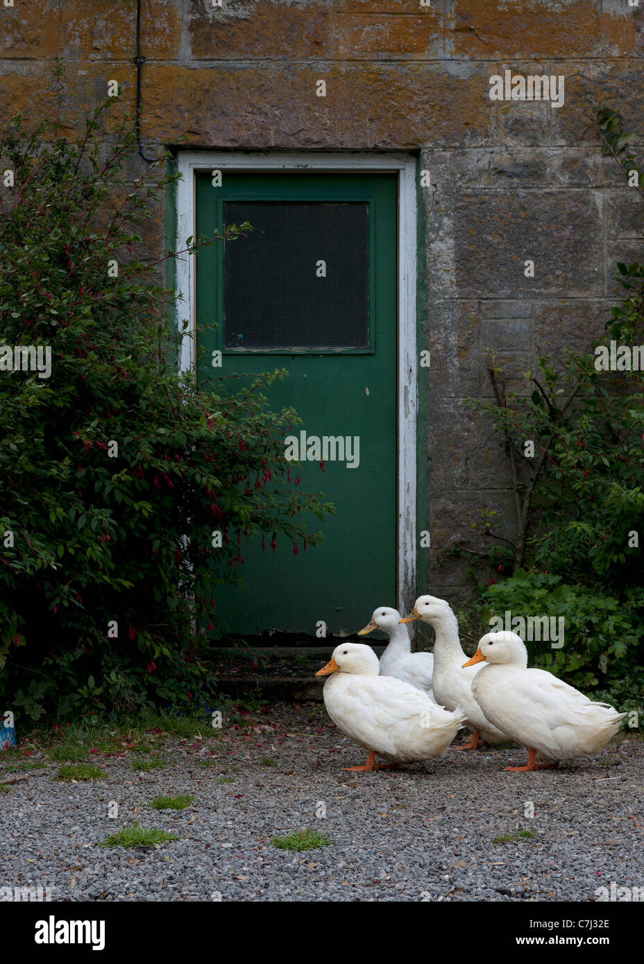 Back of geese hi-res stock photography and images - Alamy