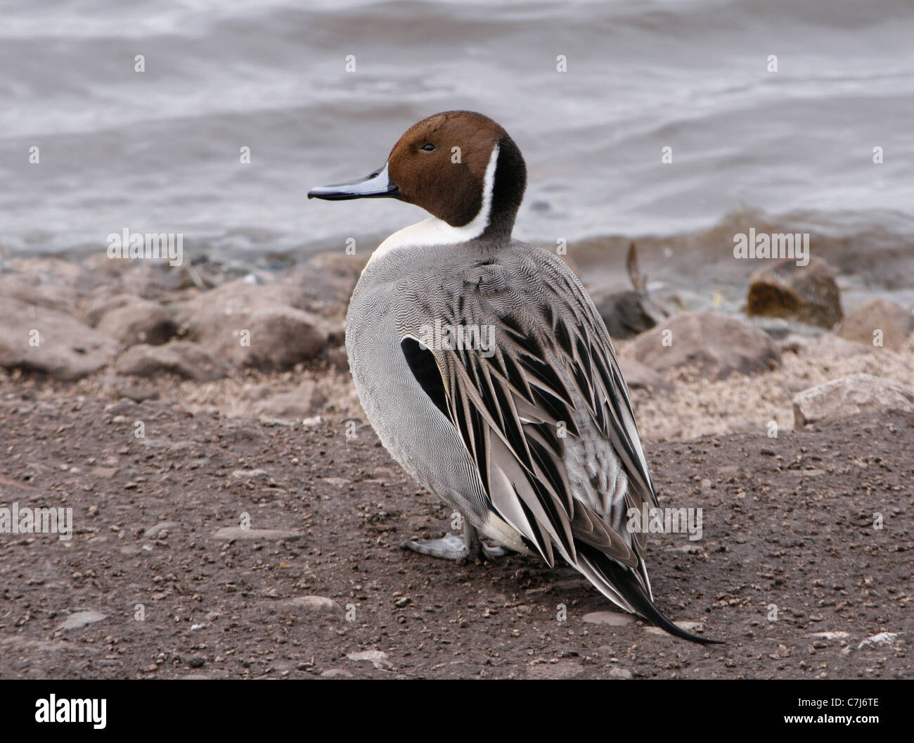 Male wild Brown Pintail (Anas Acuta) duck at Martin Mere WWT in Lancashire, England Stock Photo ...