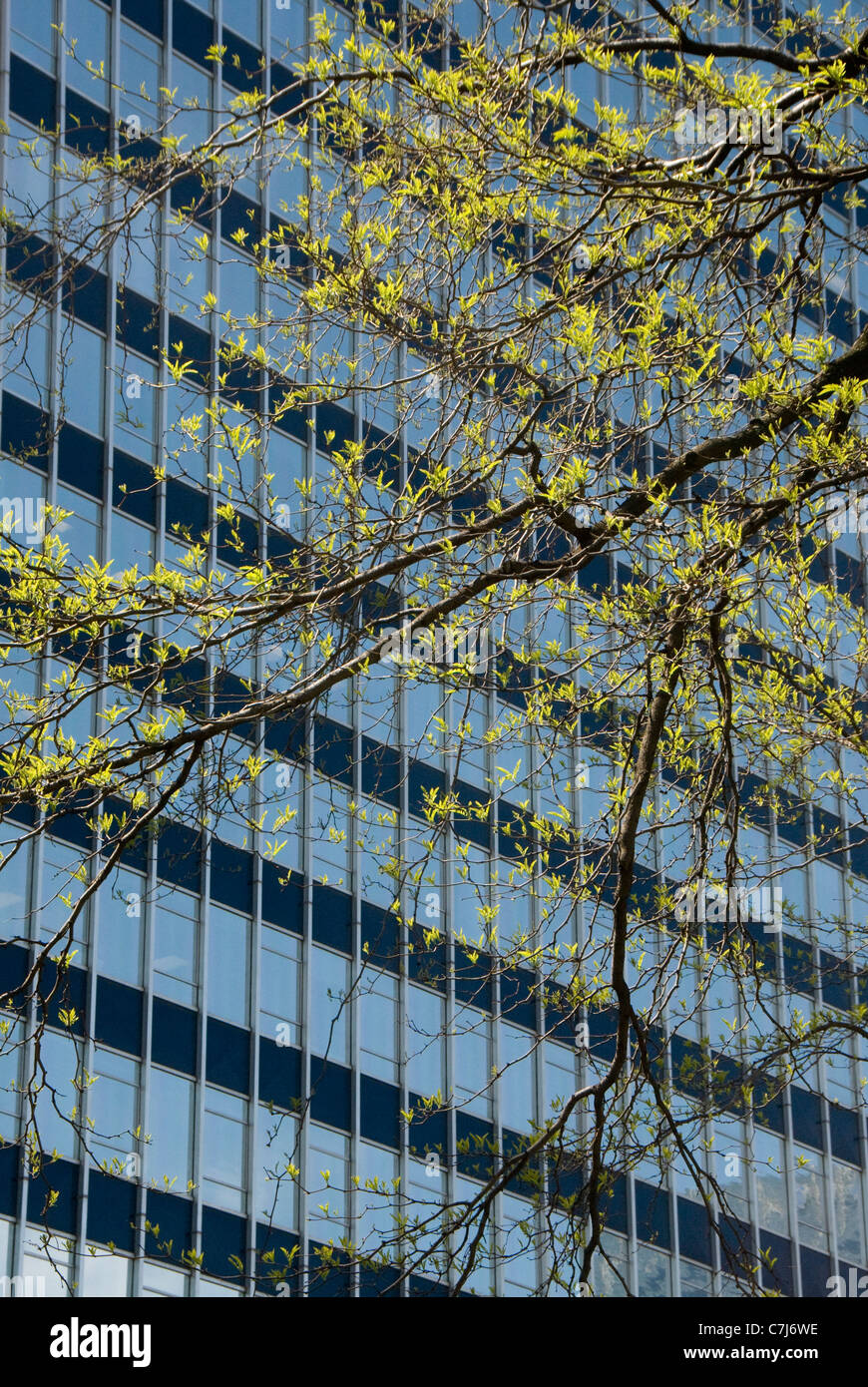 New leaves on tree in front of high rise office block, Chicago ...