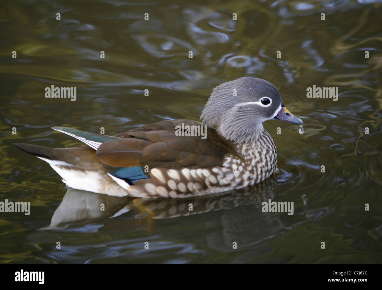Female mandarin duck hi-res stock photography and images - Alamy