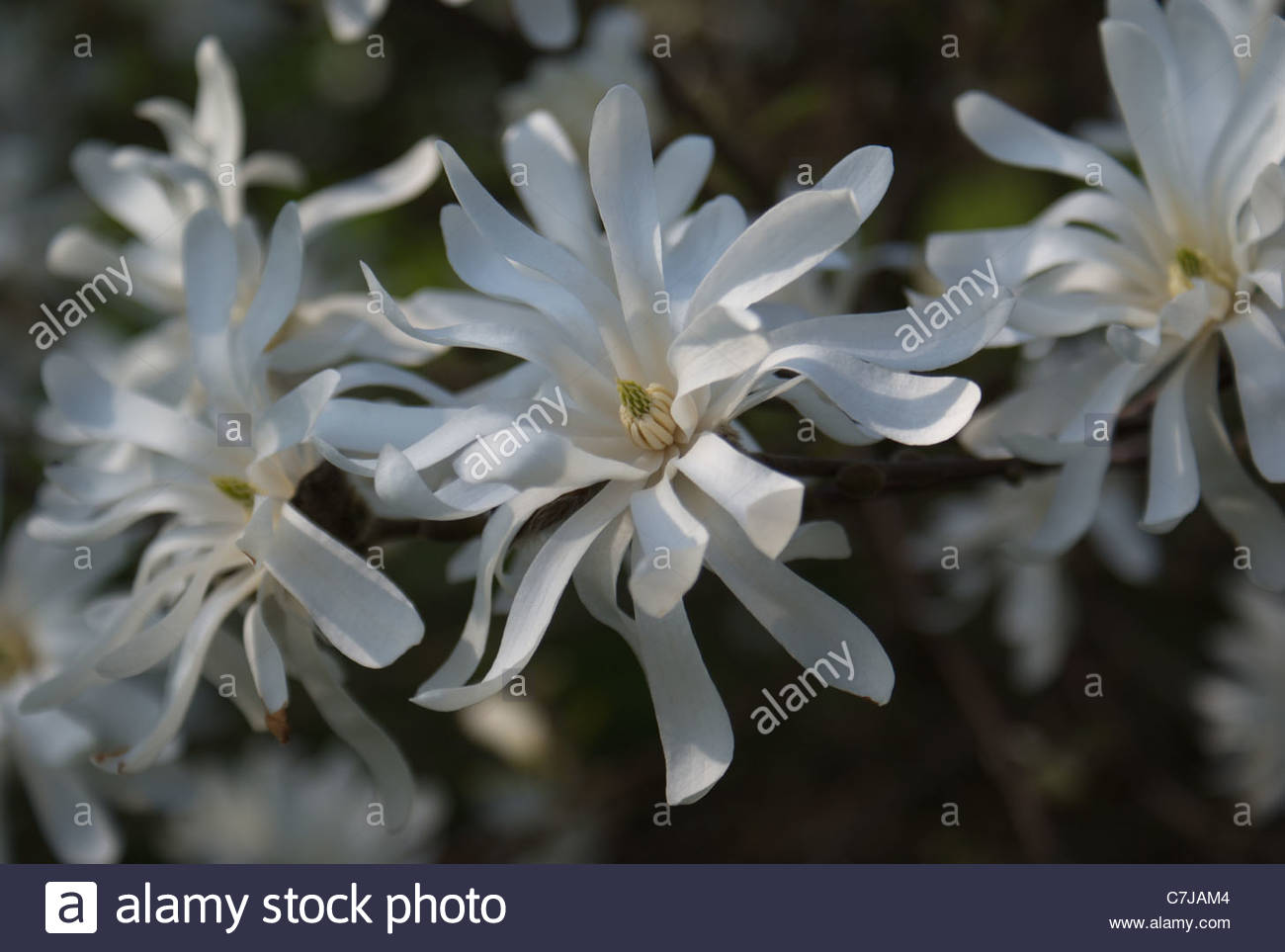 Lily Magnolia Tree High Resolution Stock Photography and Images - Alamy