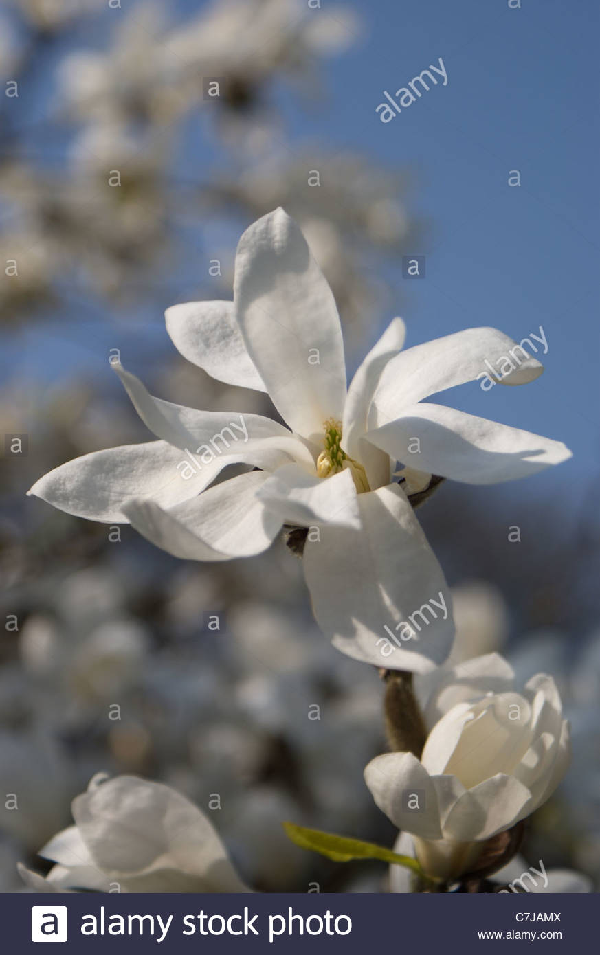 Royal Star Magnolia Tree High Resolution Stock Photography and Images ...