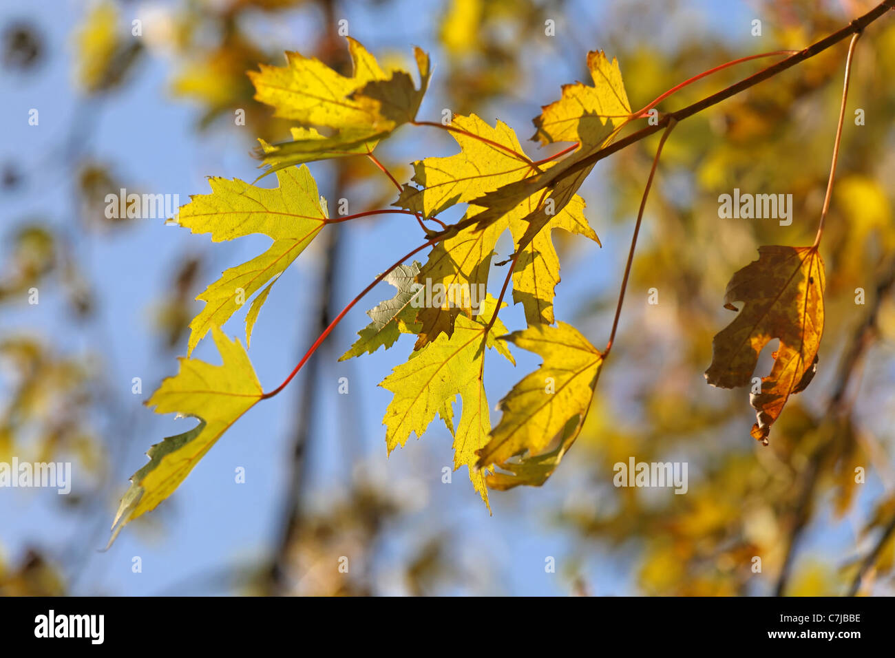 Autumn silver maple leaves hi-res stock photography and images - Alamy