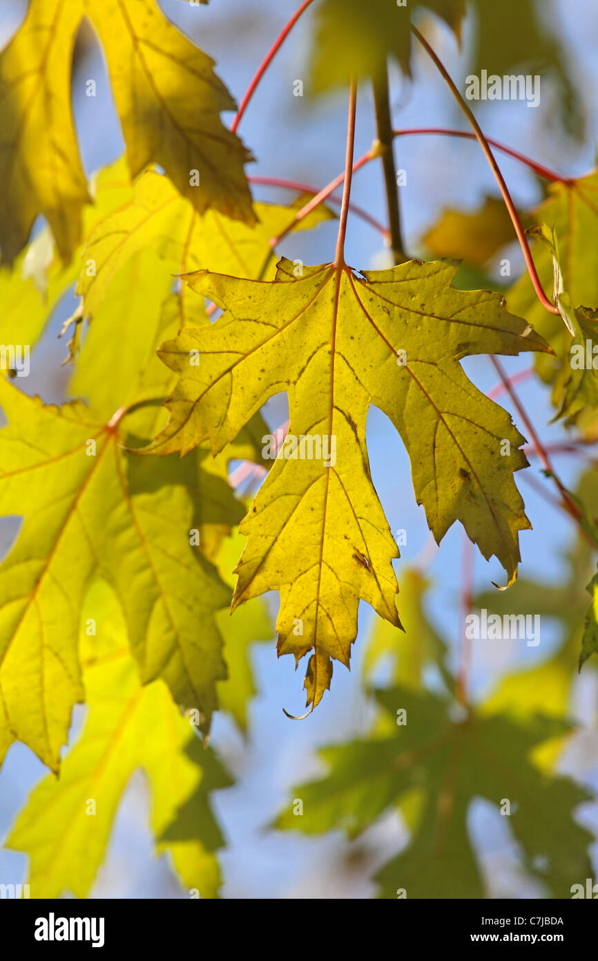 Small branch of Silver Maple with leaves in autumn colors Stock Photo ...
