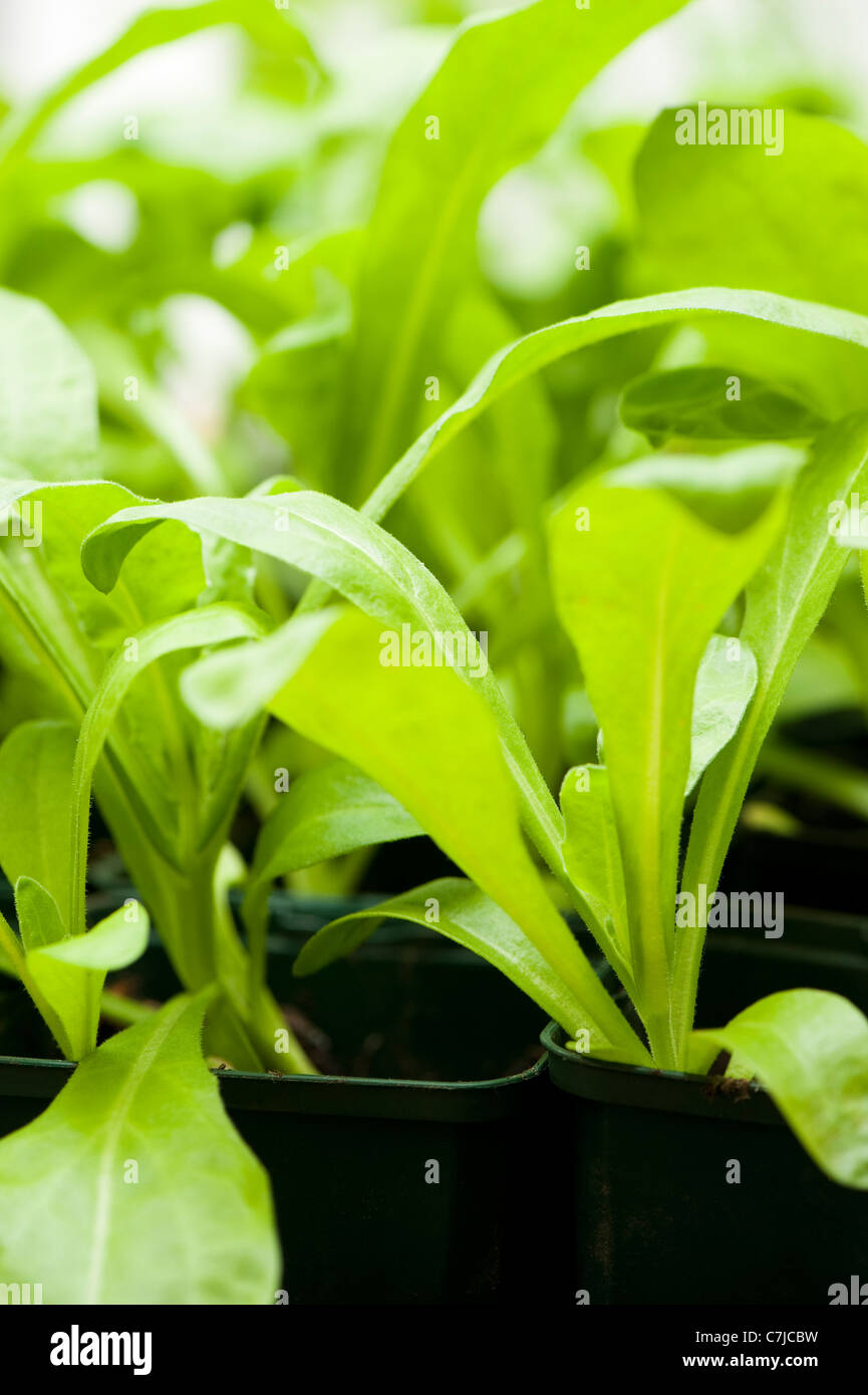 Young Pot Marigold plants, Calendula officinalis 'Citrus Cocktail ...