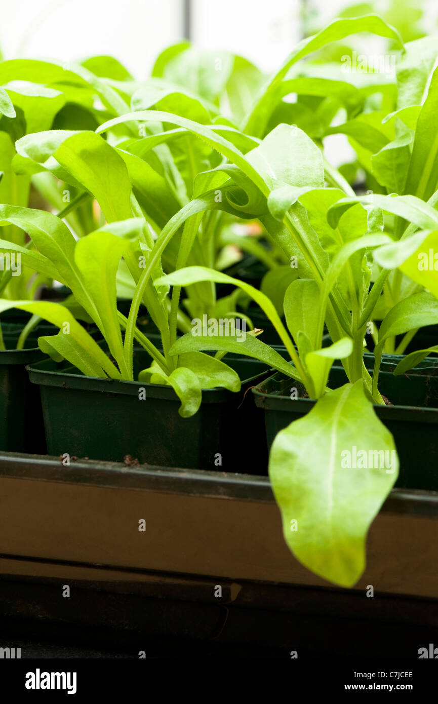 Young Pot Marigold plants, Calendula officinalis 'Citrus Cocktail ...