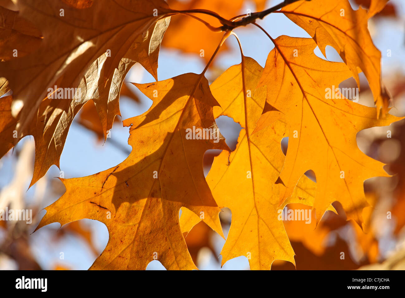 Leaves of Red Oak (Quercus rubra) at autumn season at close view Stock ...
