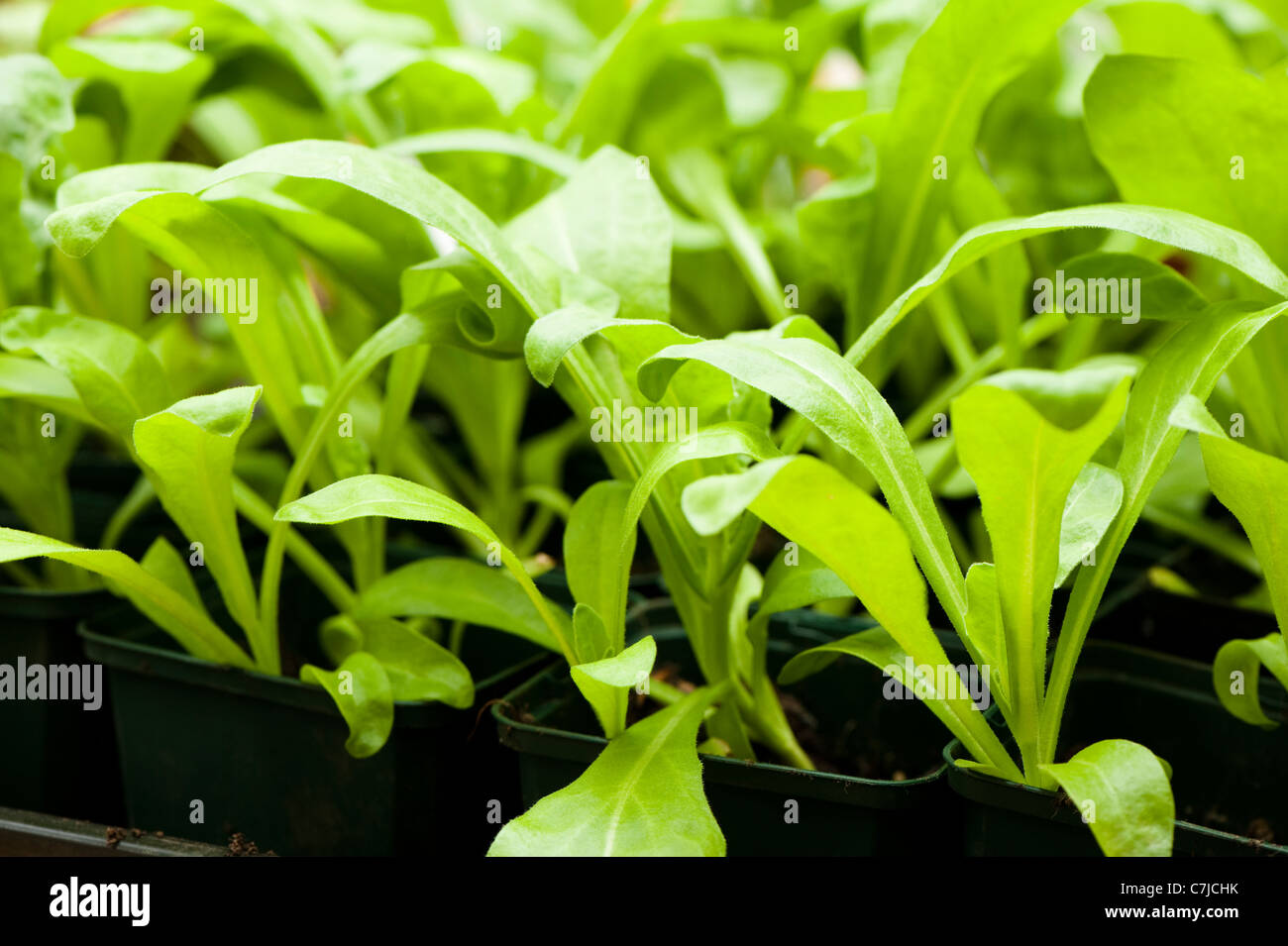 Young Pot Marigold plants, Calendula officinalis 'Citrus Cocktail ...