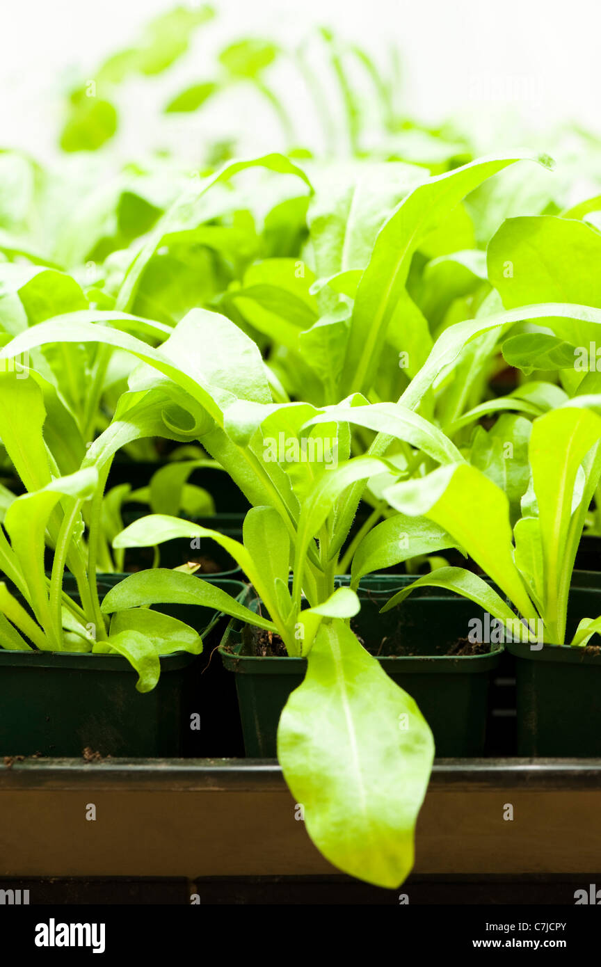 Young Pot Marigold plants, Calendula officinalis 'Citrus Cocktail ...