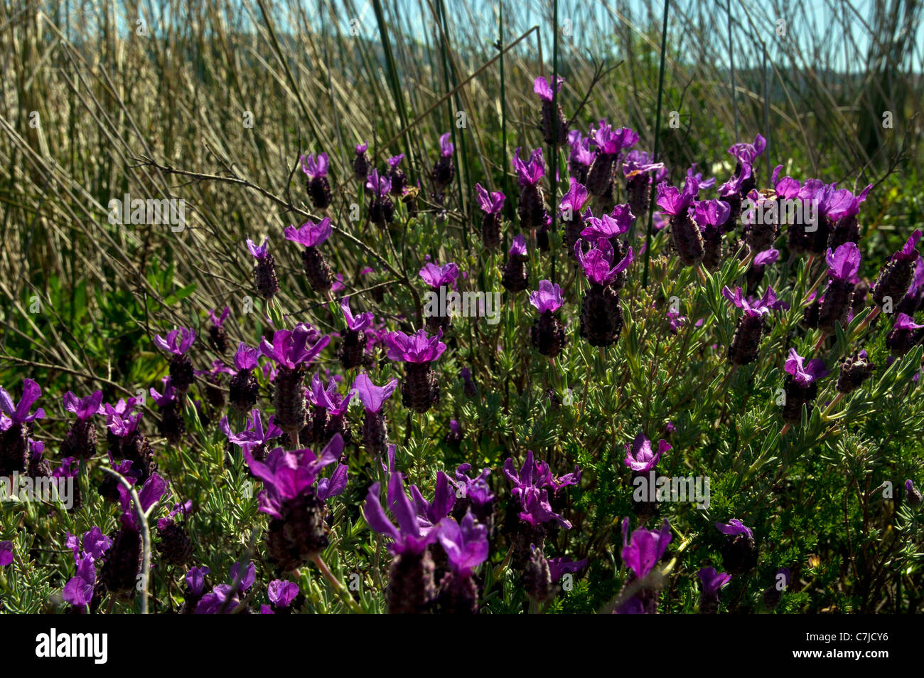 Mediterranean annual spring flowers "moss campion" (Silene Acaulis) on ...