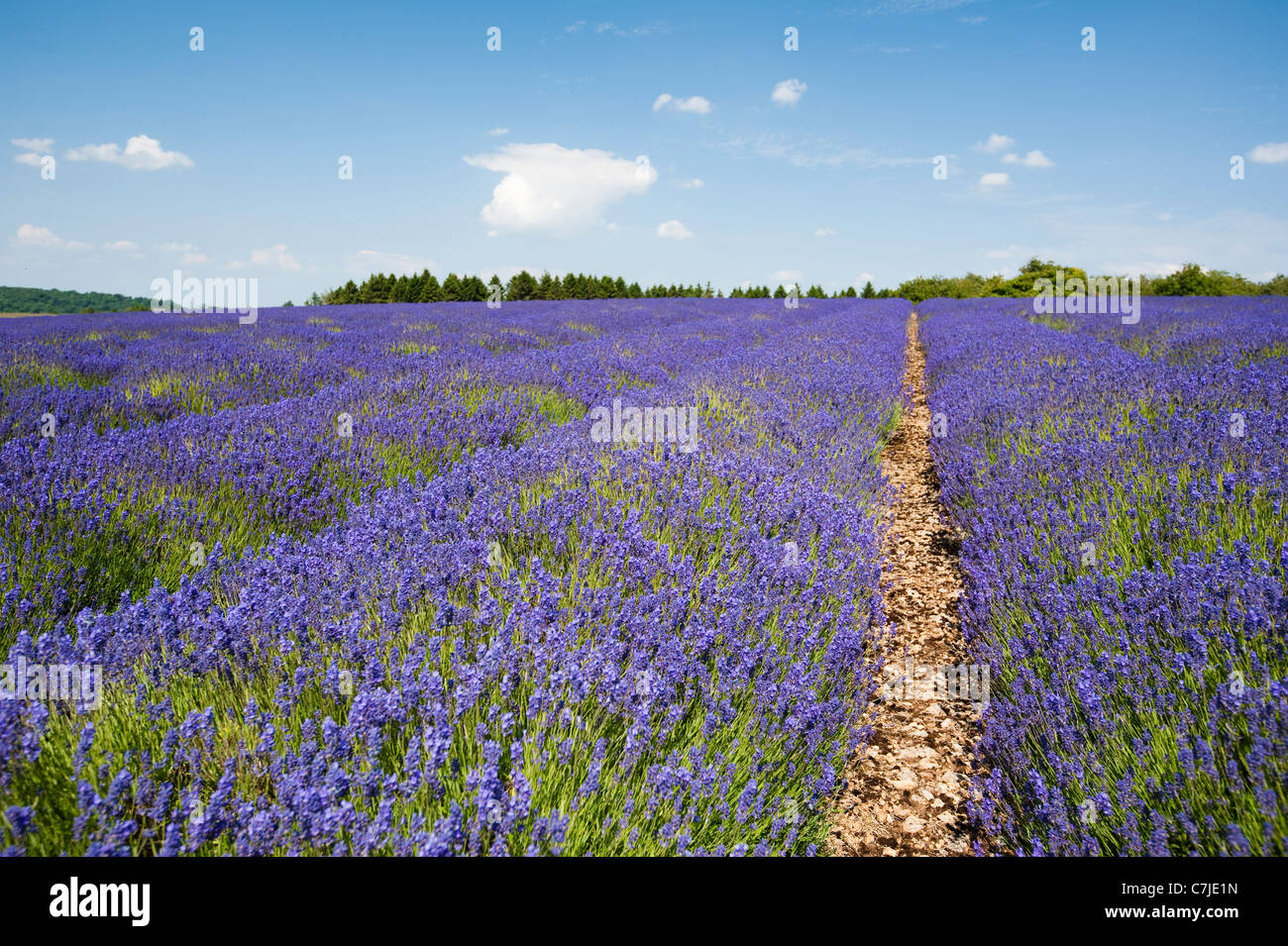 Field of Lavender, Lavandula x intermedia ‘Grosso’, at Snowshill ...