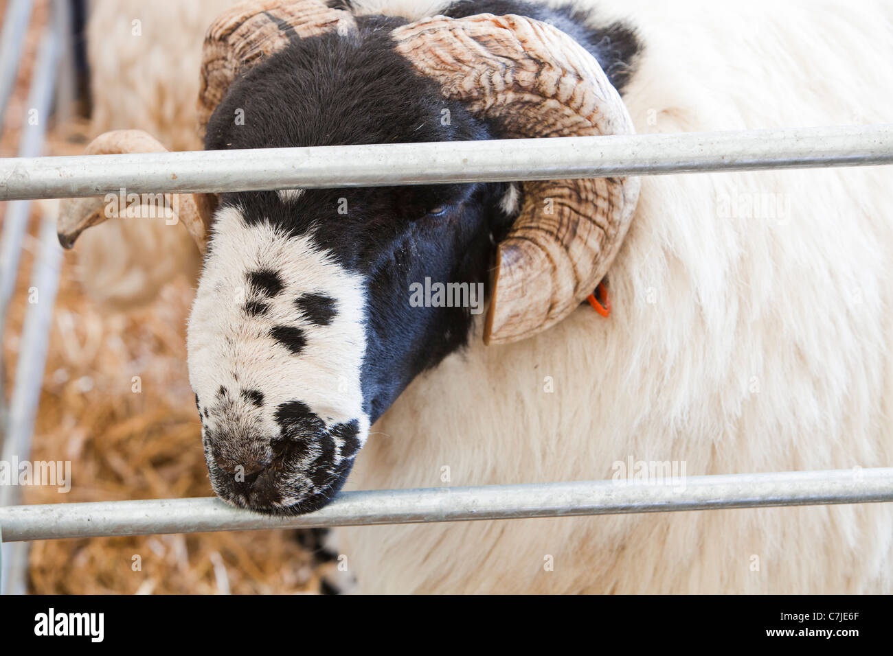 A large ram in a pen Stock Photo - Alamy