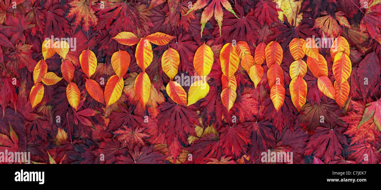 Autumn leaf pattern. The word AUTUMN in leaves Stock Photo - Alamy