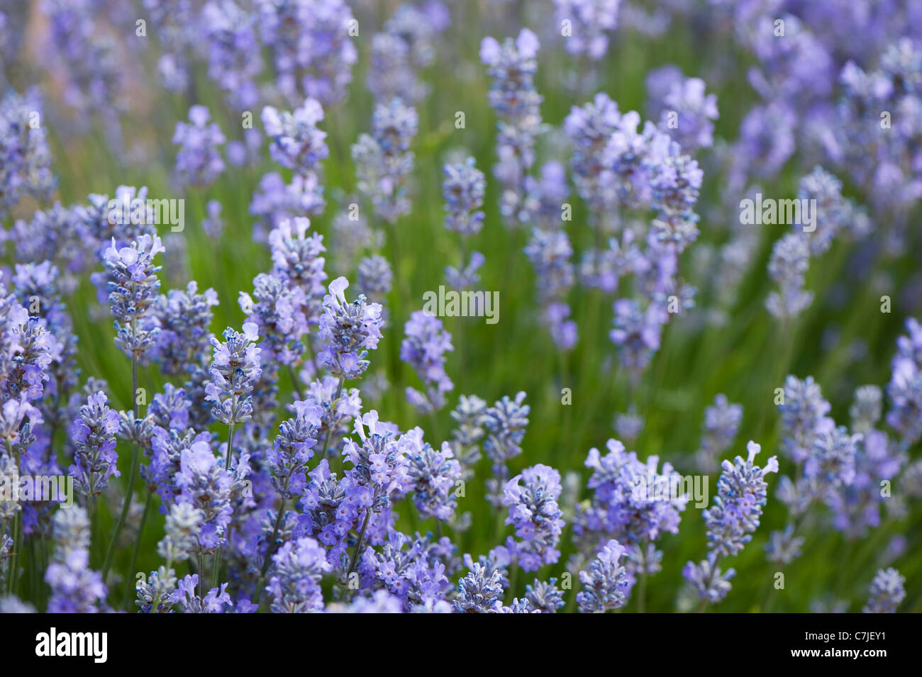 English Lavender, Lavandula angustifolia ‘Little Lady’ Stock Photo - Alamy