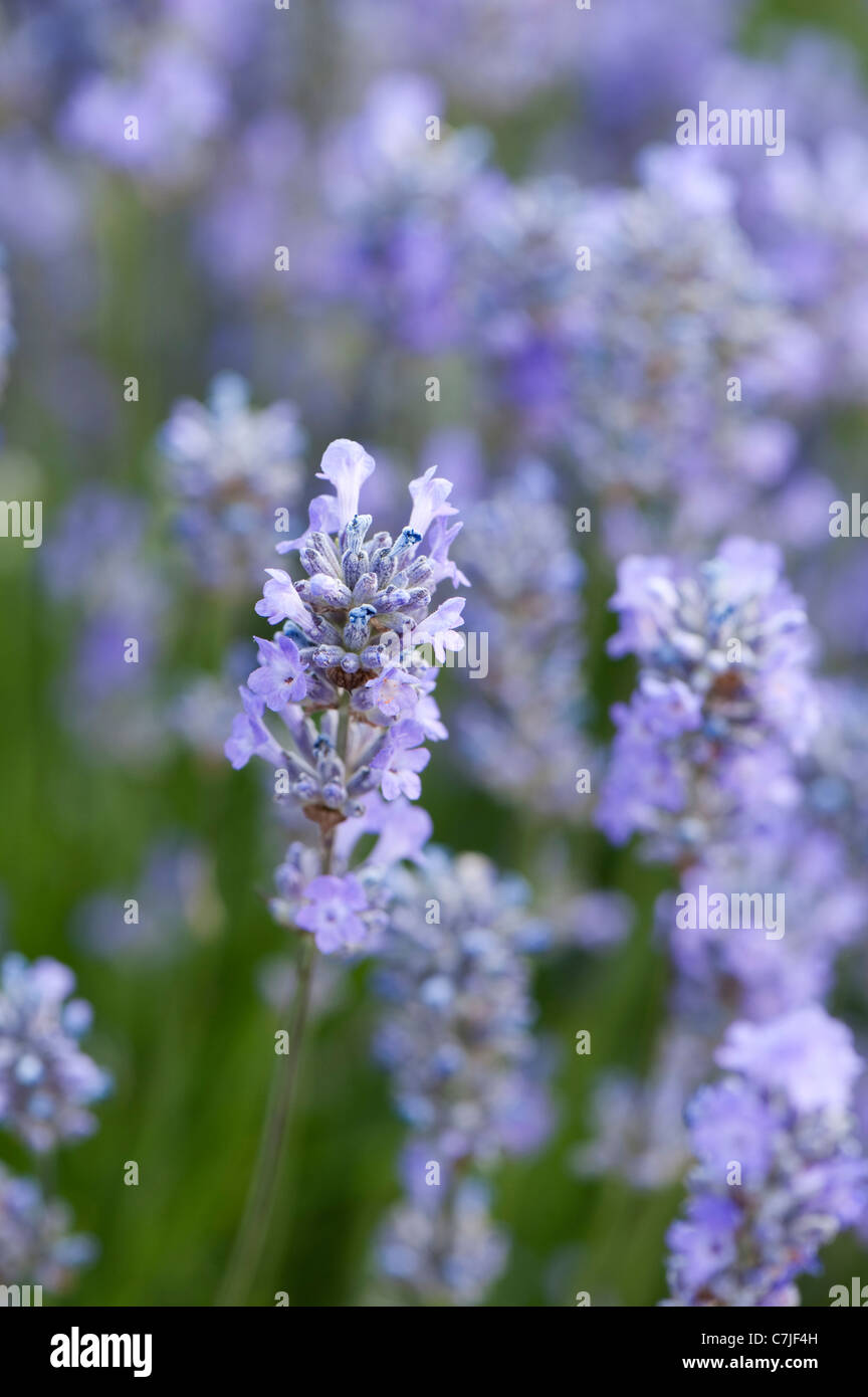 Little lady lavender hi-res stock photography and images - Alamy