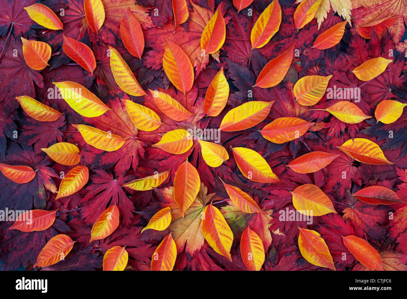 Changing colors leaf hi-res stock photography and images - Alamy