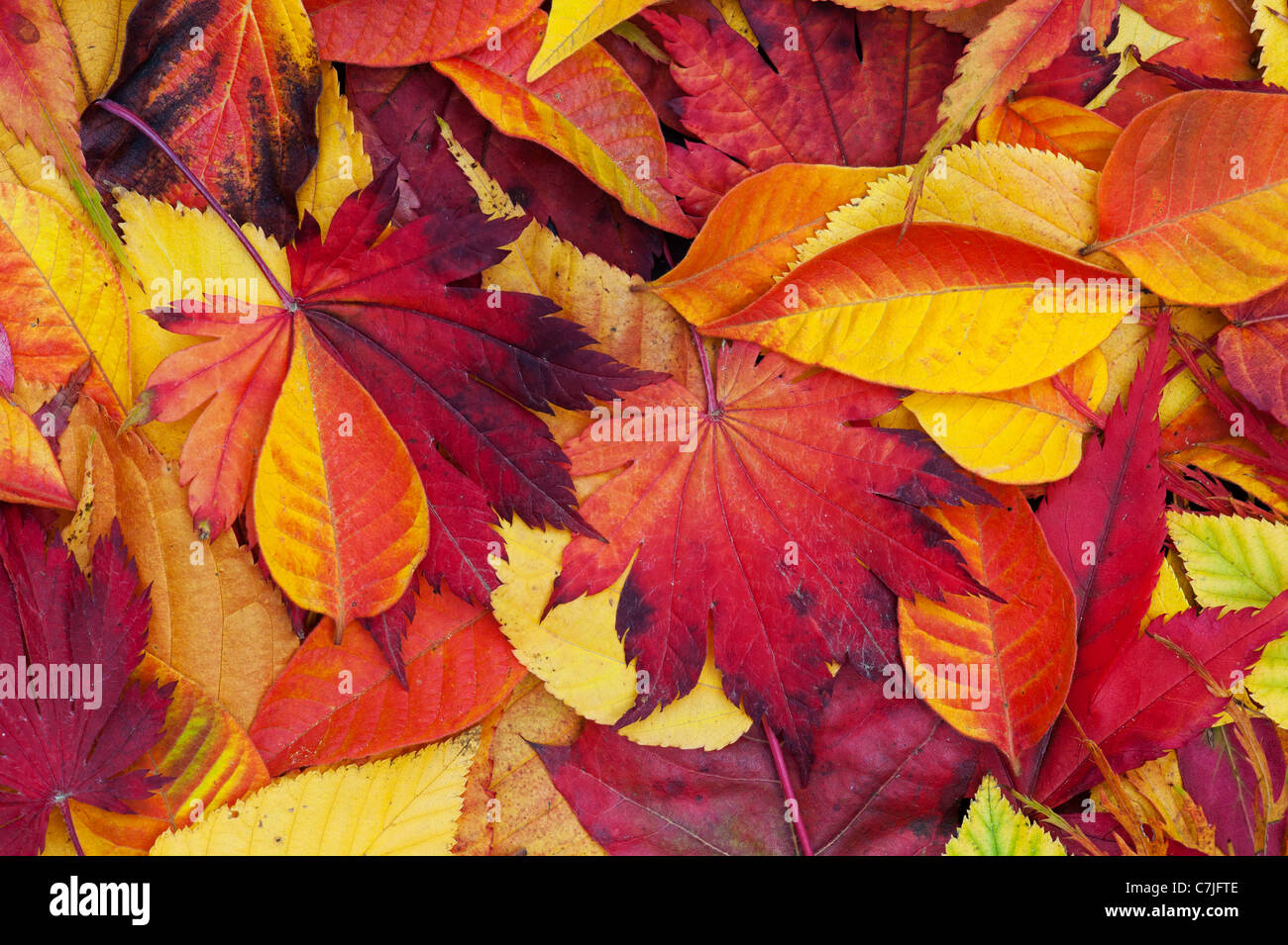 Top View Red Maple Tree High Resolution Stock Photography and Images ...