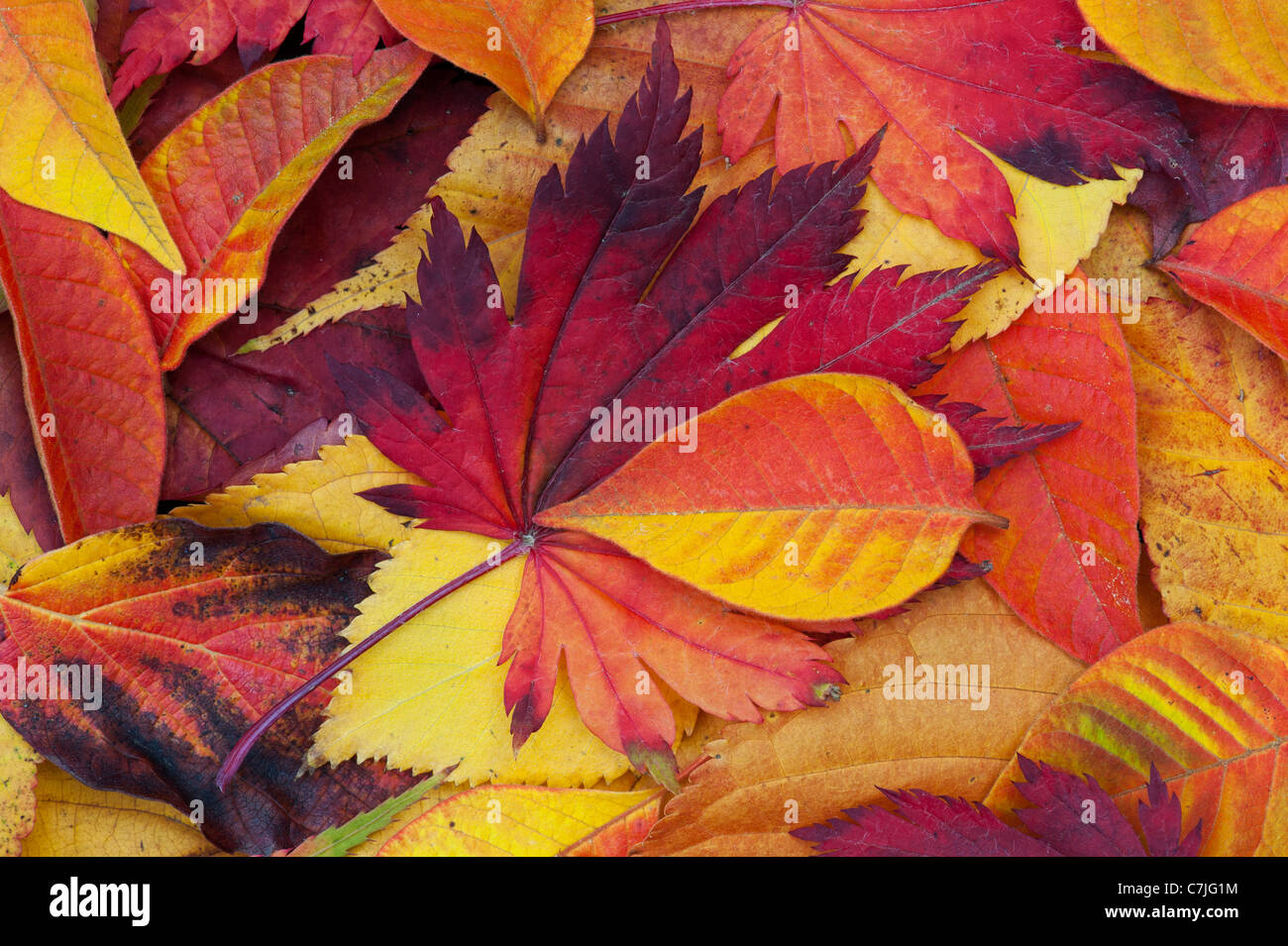 Top View Red Maple Tree High Resolution Stock Photography and Images ...