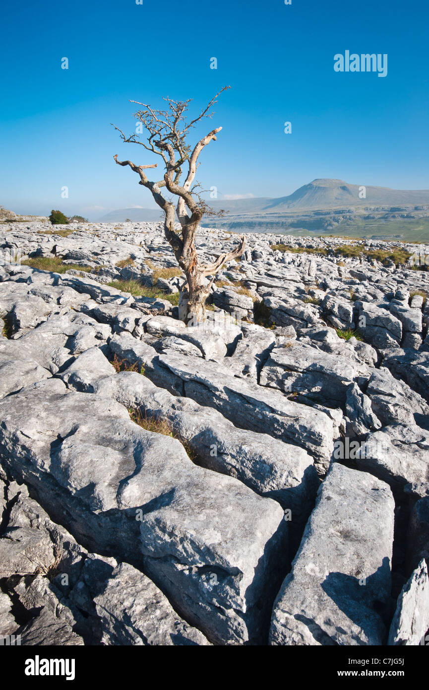 Yorkshire tree hi-res stock photography and images - Alamy