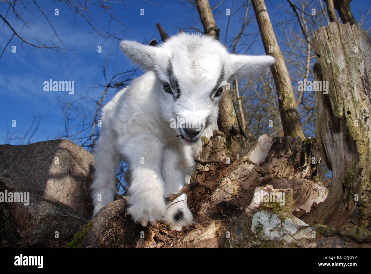 Qute goat hi-res stock photography and images - Alamy